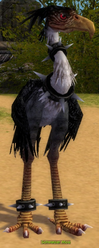 Schwarzer Moa (Sammler) – GuildWiki